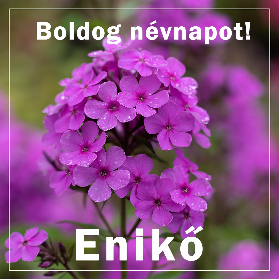 Névnapi képeslapok - képeslapküldő